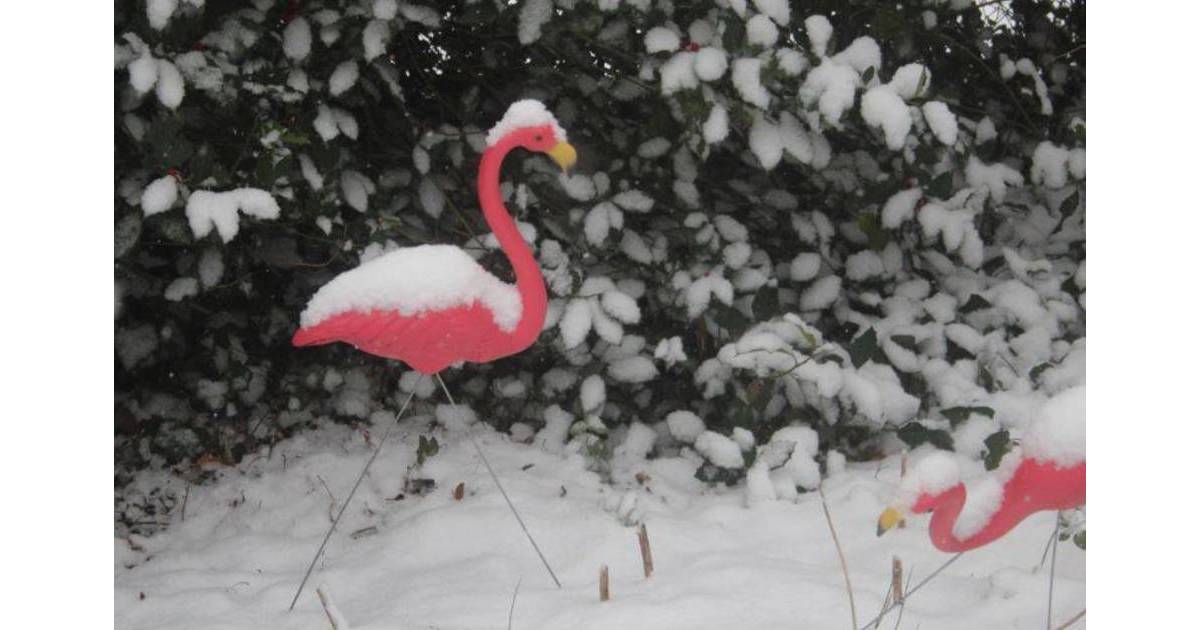 Forecast includes Snow and Rain this Week with Flamingos in long range ...