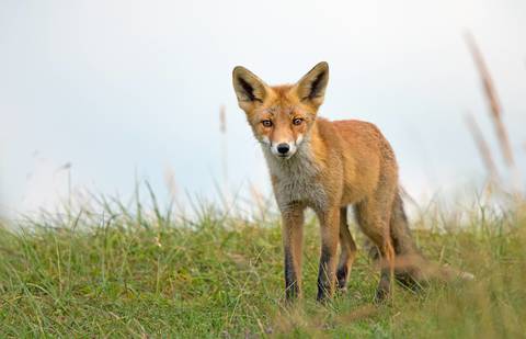 Wild Red Fox Bites Several People in Glen Ridge, Rabies Confirmed ...