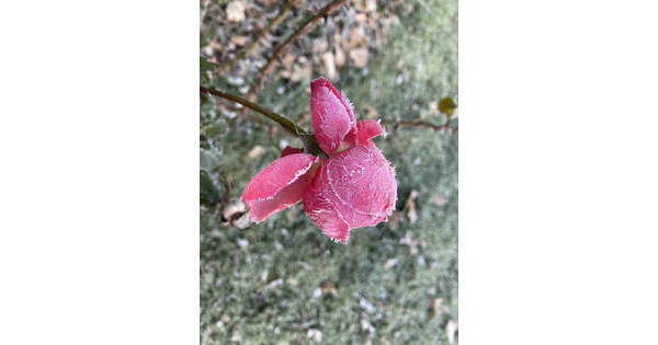 National Weather Services Issues Frost Advisory for Nutley Area Sunday ...