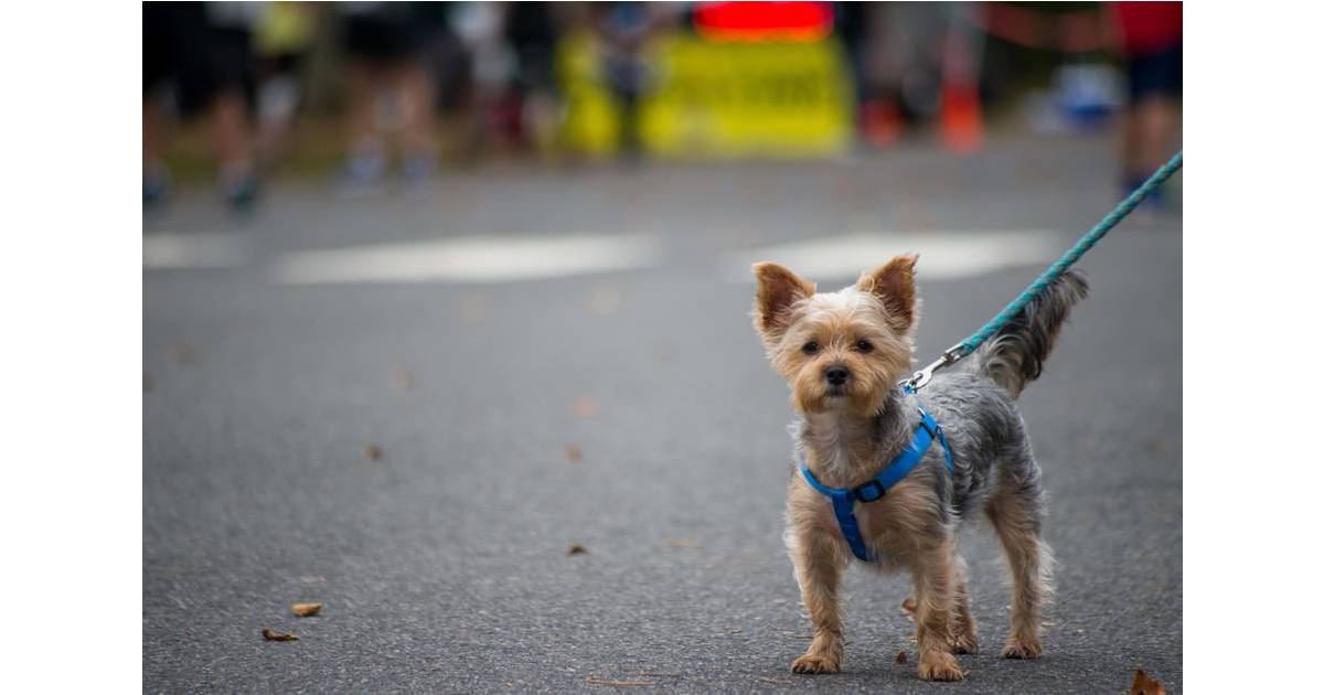 Animal Shelter Holds 5K to Support Medical Care of Shelter Animals ...