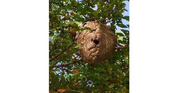 Photo of the Day: The Buzz in Nutley's Memorial Park | Nutley, NJ News ...