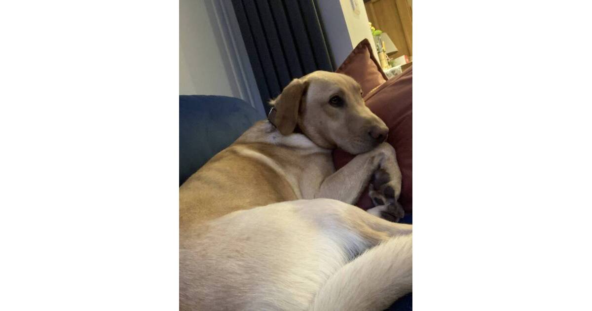 Hamilton Animal Shelter Waves Adoption Fees Through August 31 ...