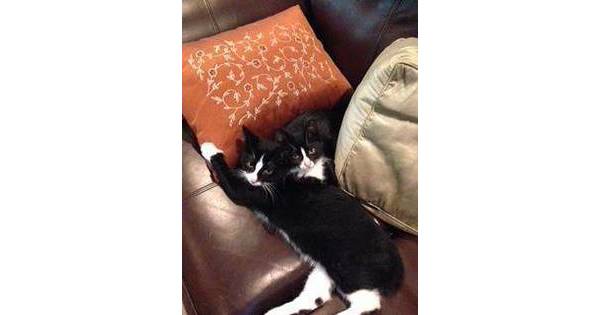 Kittens Cami and Pinky Ready For Adoption | Randolph, NJ News TAPinto