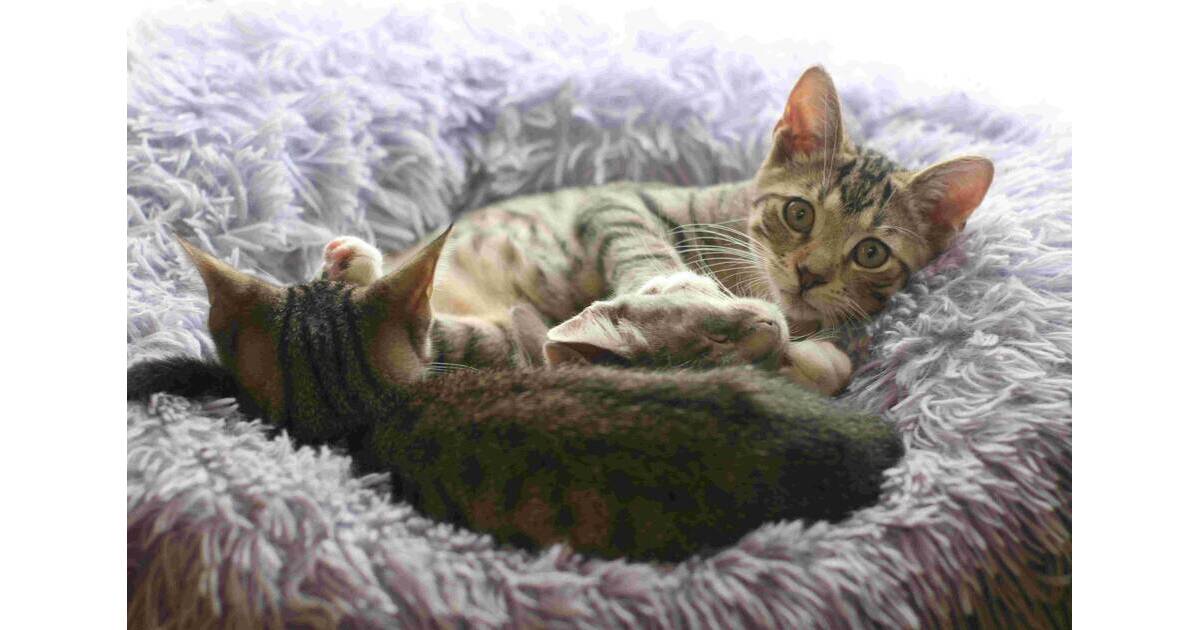 Township of Verona Issues Reminder About Renewing Cat Licenses | Verona ...