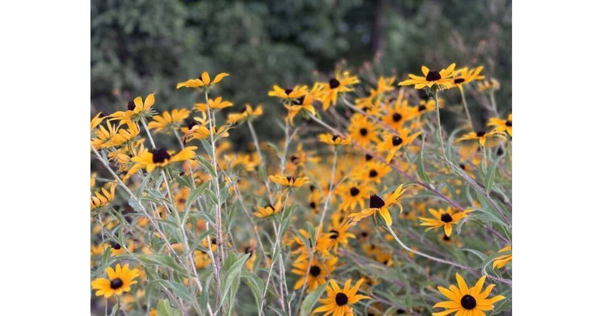 Strategies for Adding Native Plants to Your Landscape | Hamilton ...