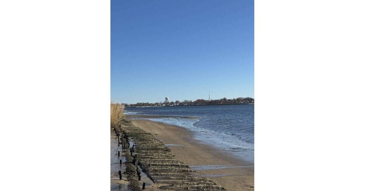 Shark River Hills: Dead Swans, Geese, Ducks on Shoreline Raise Concern ...