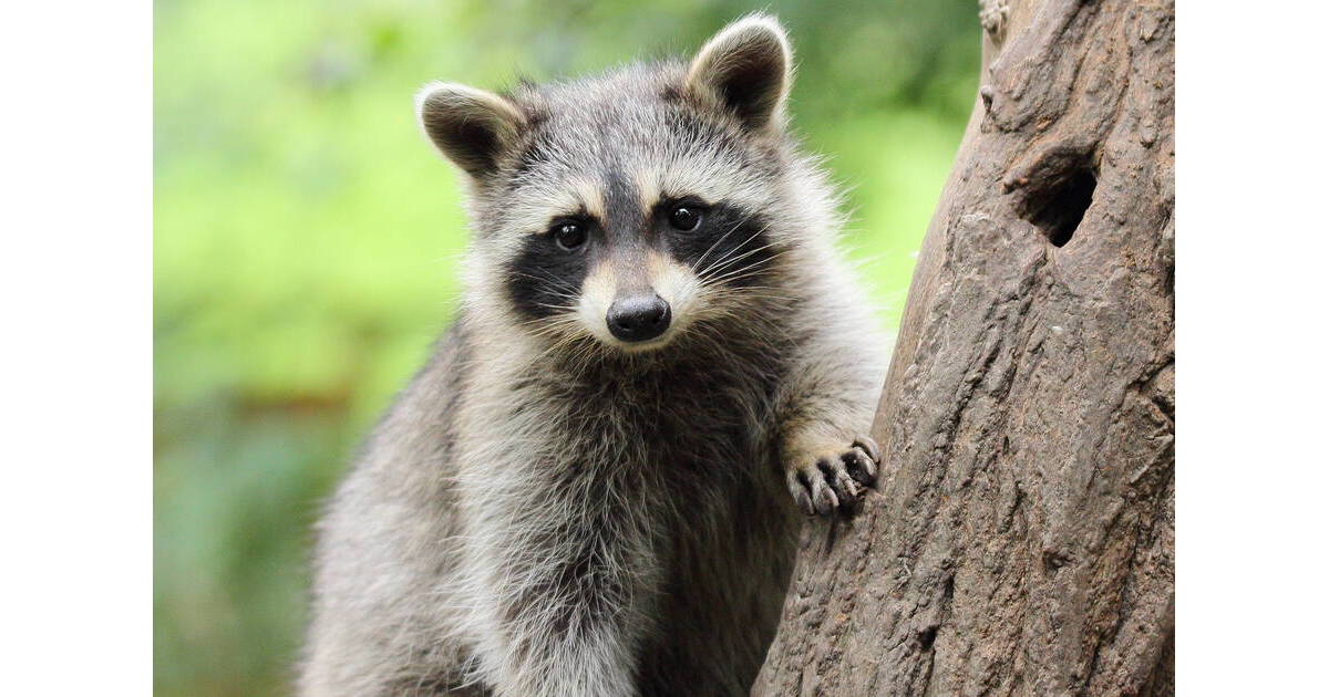 Westfield Resident Bit by Aggressive Raccoon Monday, Police Say ...