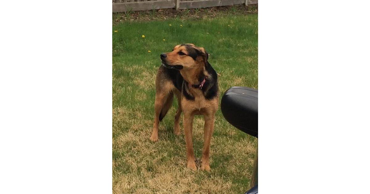 Lost Dog Spotted in Westfield | Westfield, NJ News TAPinto | TAPinto