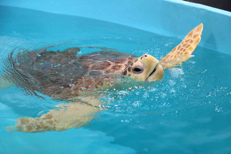 Morristown, NJ Local News | TAPinto