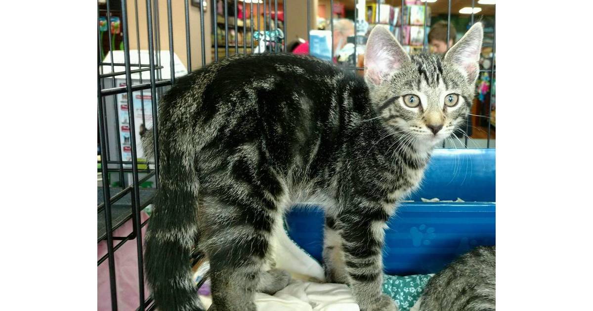 Kittens Kittens Kittens!!!! | Randolph, NJ News TAPinto