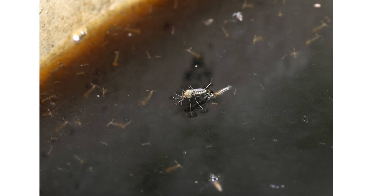 Mercer County Mosquito Control Spraying Operations Scheduled for ...