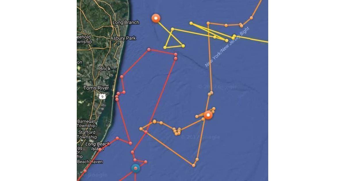 Two New Great White Sharks Make Appearances Off Jersey Shore | News TAPinto