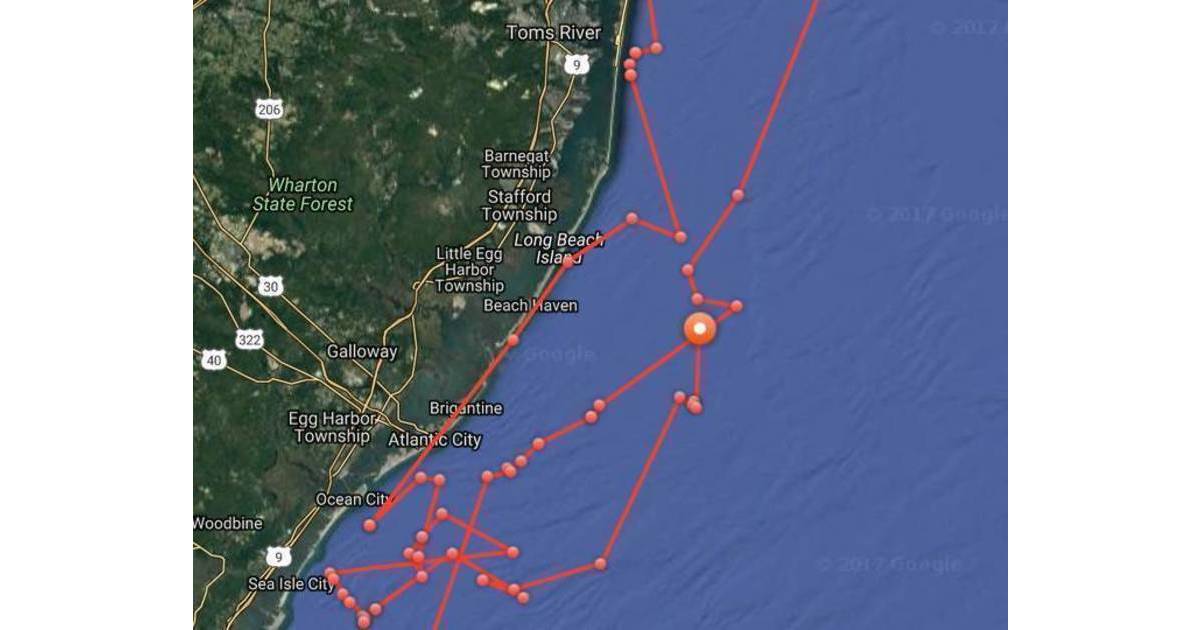 Great White Shark Mary Lee is 'Loopy' off Jersey Coast | Plainfield, NJ ...