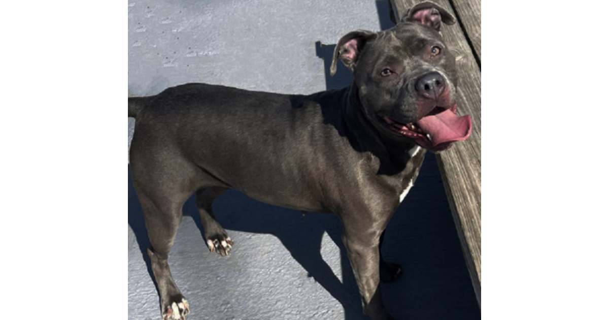 Sayreville Police Shoot and Kill Pit Bulls That Mauled a 10-Year-Old ...