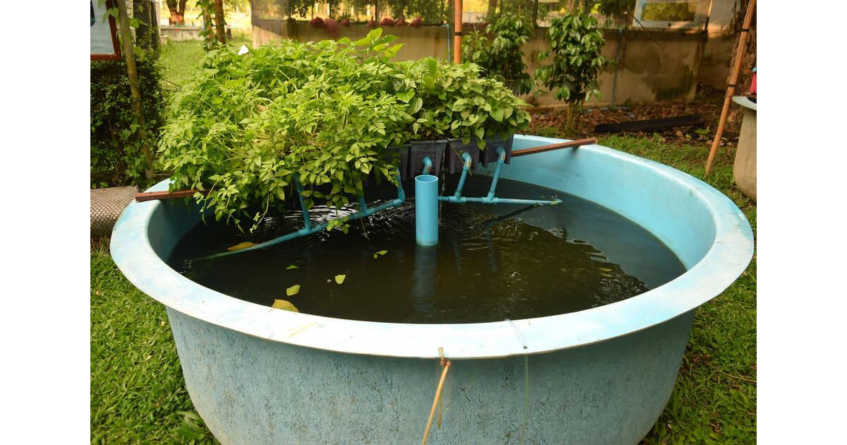Aquaponics Program to Continue at Paterson's Joseph A. Taub Middle ...