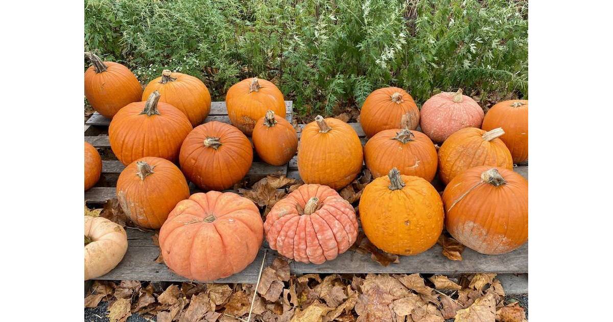 Post-Halloween Pumpkin Drive in Bordentown Township, City Gives New ...