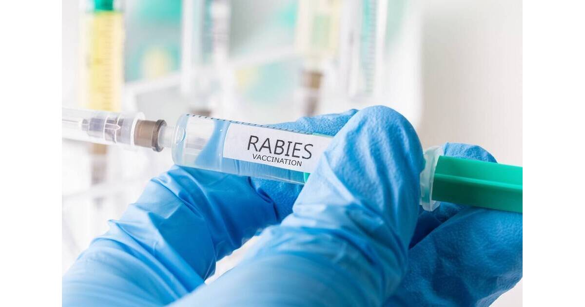 Groundhog Tests Positive for Rabies in Raritan Township | Flemington ...