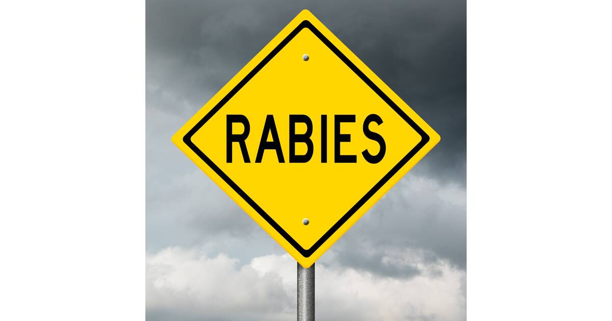 Rabies Alert Issued for Lebanon Township | North Hunterdon, NJ News ...