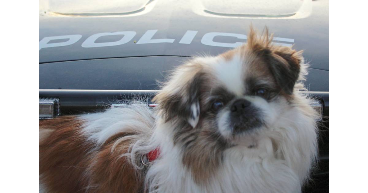 Ordinance forbidding sale of dogs and cats at pets shops is hot topic ...