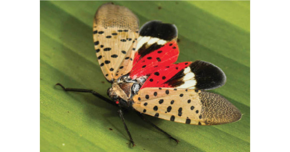 How to Identify, Destroy and Report the Invasive Spotted Lanternfly in ...