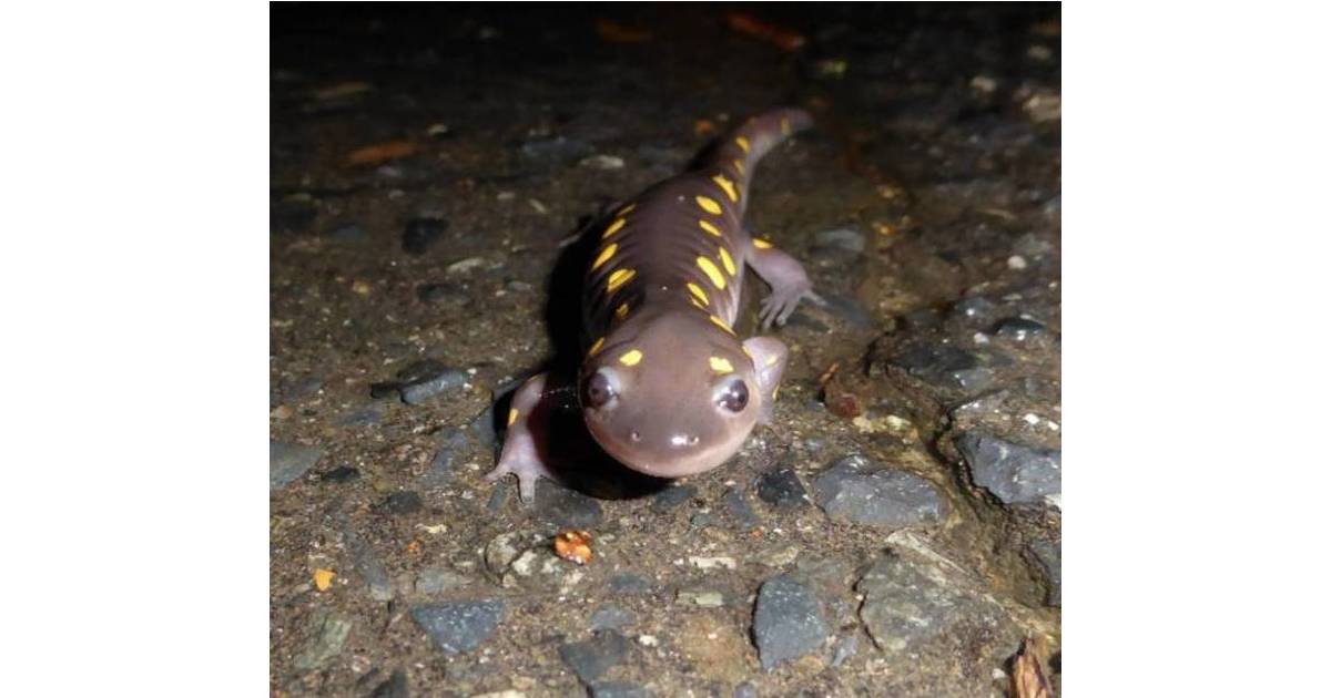 It's Slithering Time, East Brunswick! Salamanders Crossing Beekman Road ...