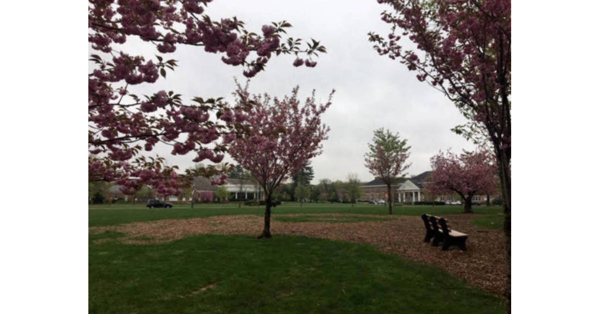 Livingston Residents Urged to Help Protect Trees and Woodlands on Arbor ...