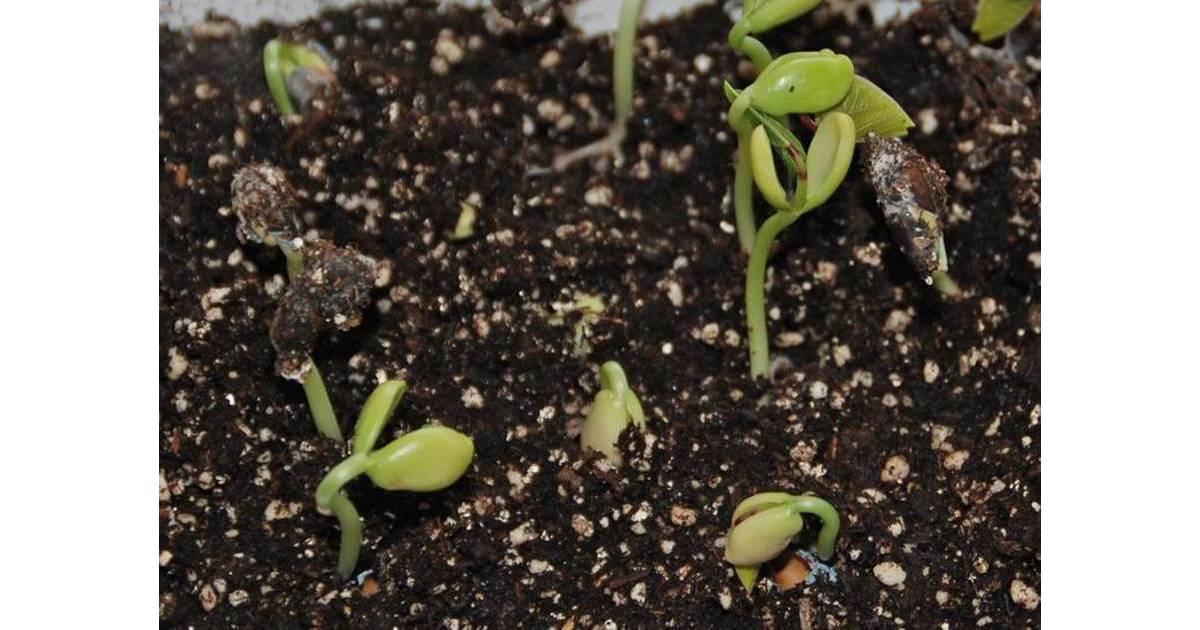 This Week is a Great Time to Test Leftover Seeds for Viability For Your ...