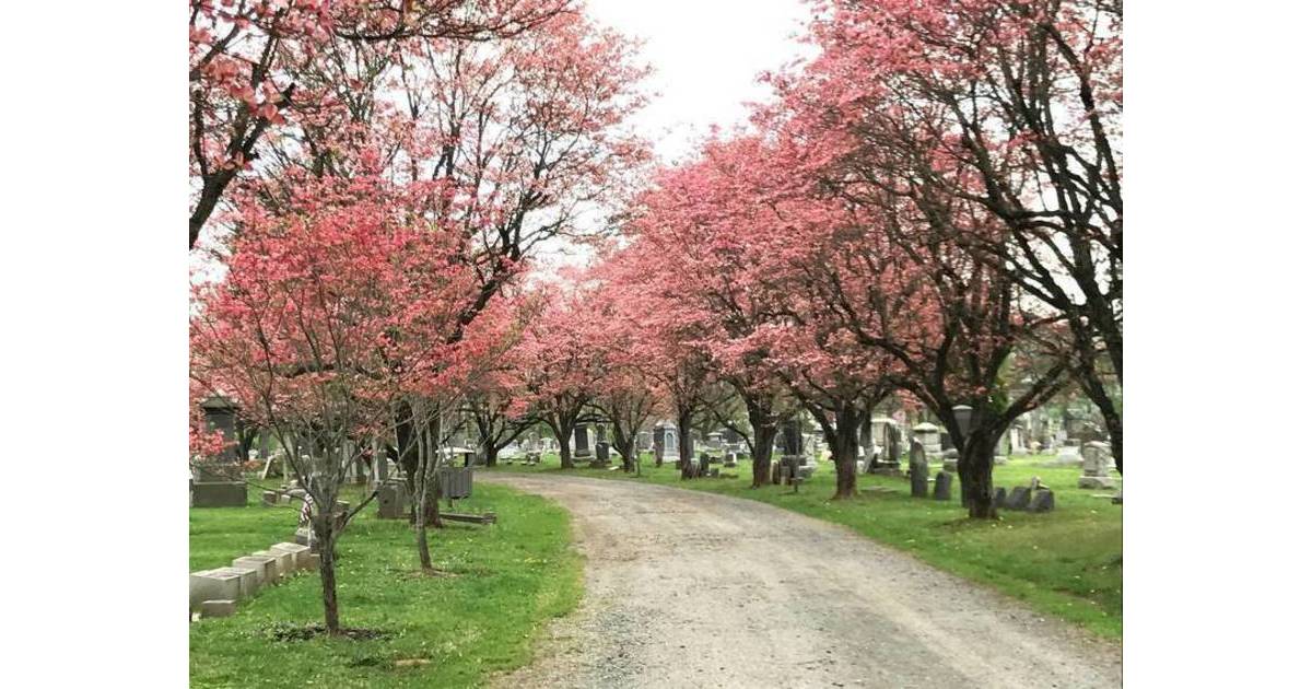 Sturdy Pink Dogwoods Form Natural Canopy over Pathway in Somerville's ...