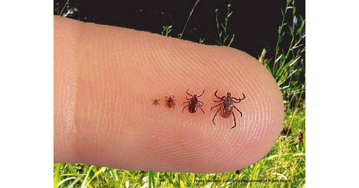 April Showers Bring ....Ticks! | Montville, NJ News TAPinto