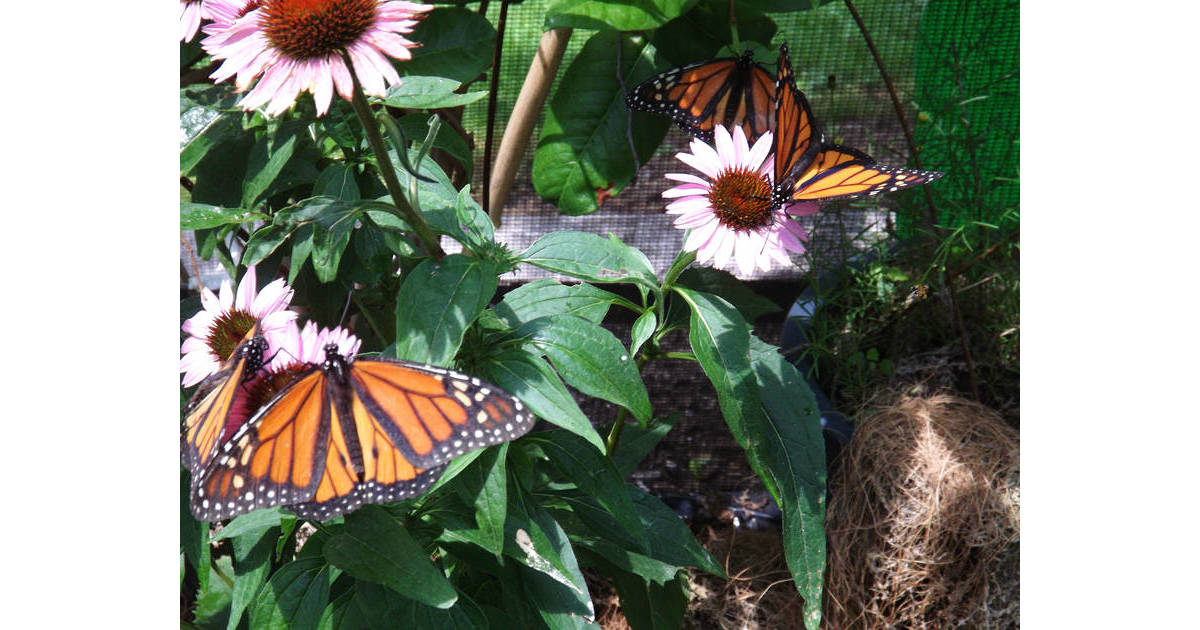 Butterfly Tent Safari Returns to Essex County Environmental Center July ...