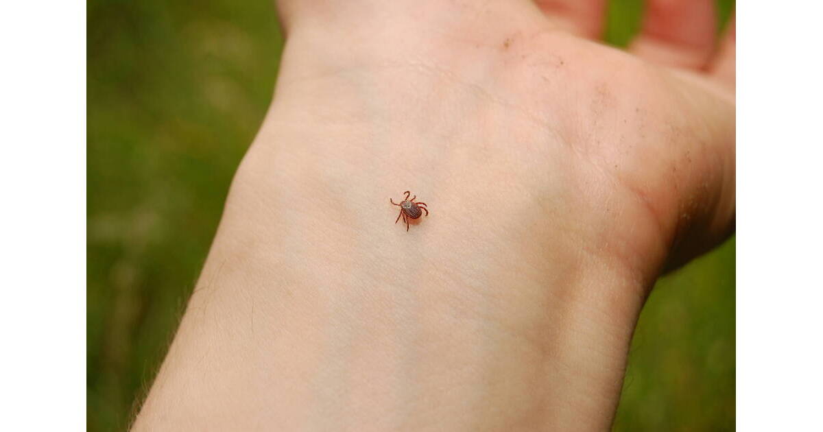 Beware of Disease-Carrying Ticks Year-Round in Union County, Ecologist ...