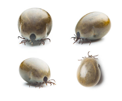 Combating Lyme Disease will be Under the Microscope of the NIH says Rep ...