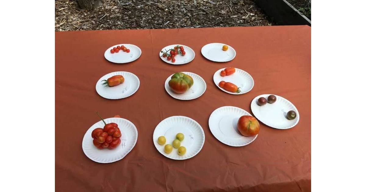 Great Tomato Contest at the Union Community Garden | Union, NJ News TAPinto