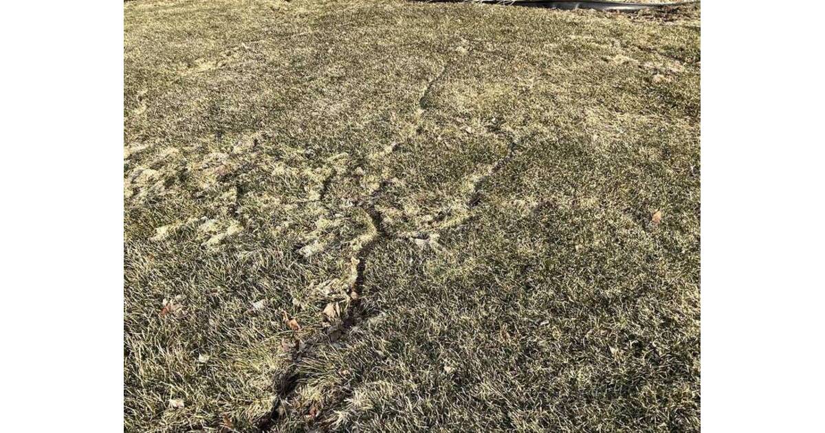 Tips for Preventing Vole Damage in Your Landscape | Montville, NJ News ...