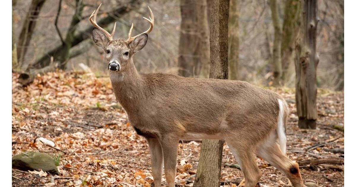 Union County Targets 180-200 Deer for 2025-2026 Hunt | Westfield, NJ ...