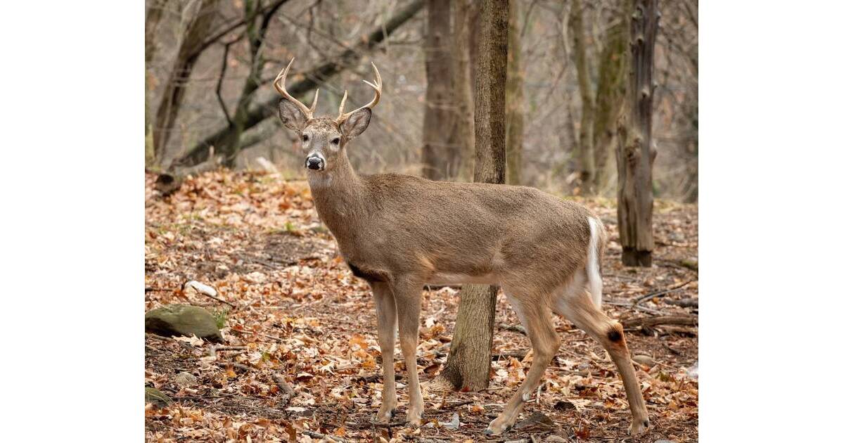 Westfield Council Approves County-Run Deer Hunt This Winter | Westfield ...