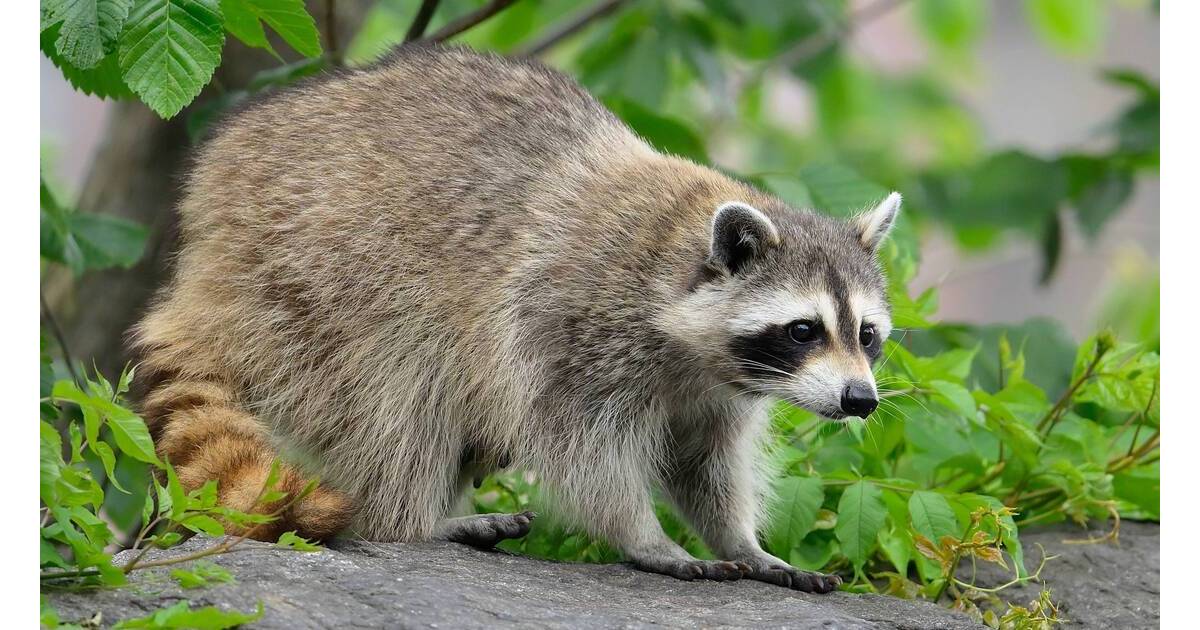 Office of Health Services Offers Rabies Tips After Rabid Animals Found ...